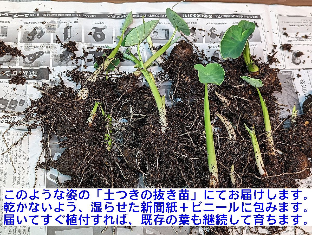 【やや傷や汚れあり】 好評！さといも 元気に発芽済み 10株 里芋 種芋 抜き苗 芽出し済み 品種は 土垂れ 一部は赤芽のセレベス 新鮮野菜 ...