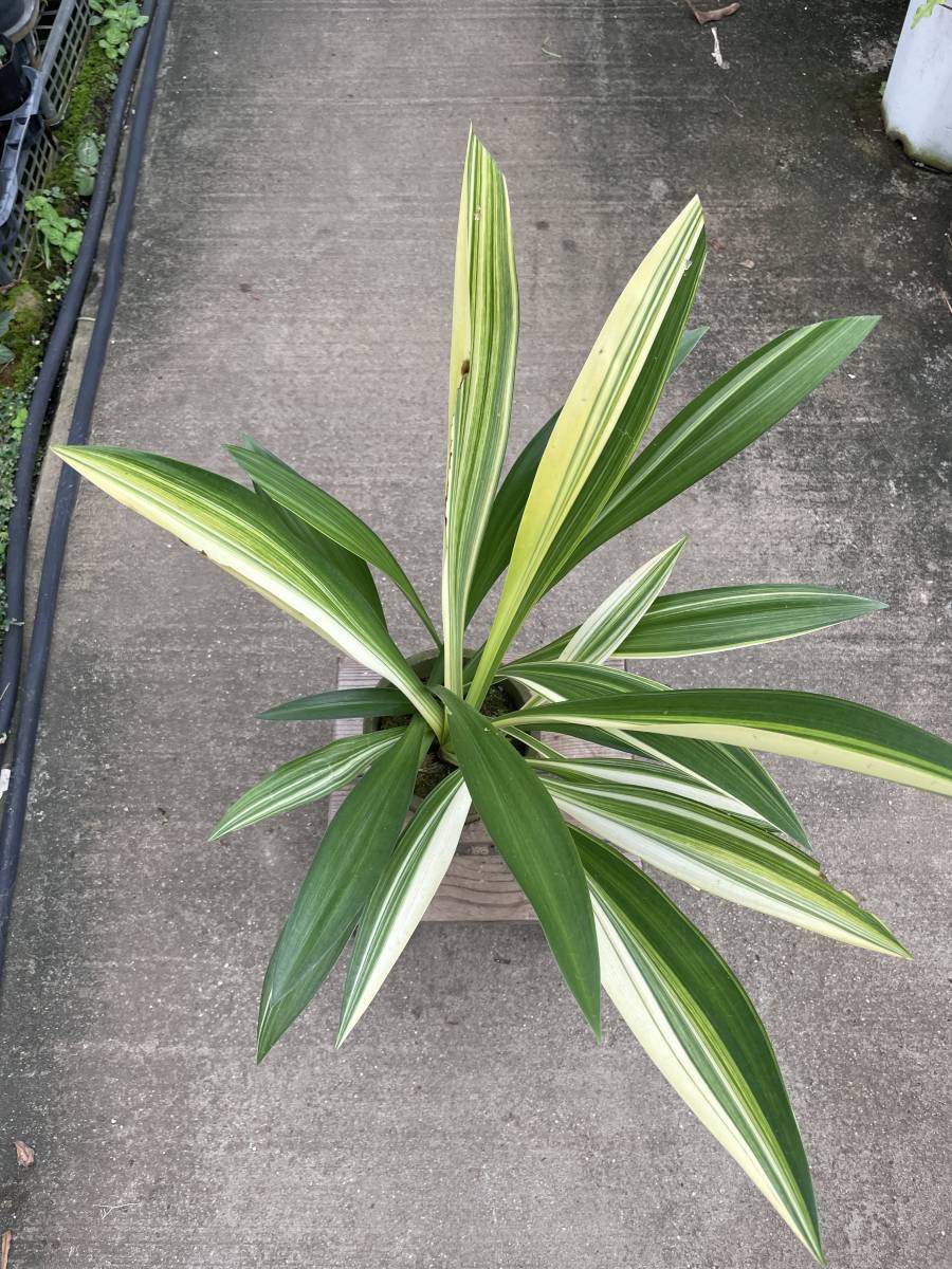 【目立った傷や汚れなし】クリナム・黄斑 ★ Crinum asiaticum var. japonicum Yellow-Variegataの ...
