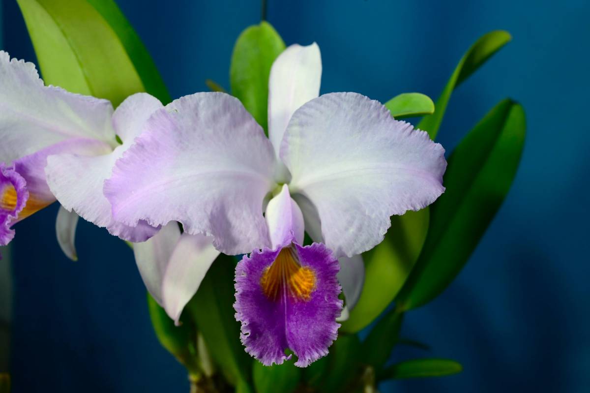 【やや傷や汚れあり】Y-23 C. trianae coerulea x sib. ('Wenzel #15' x 'Turquesa ...