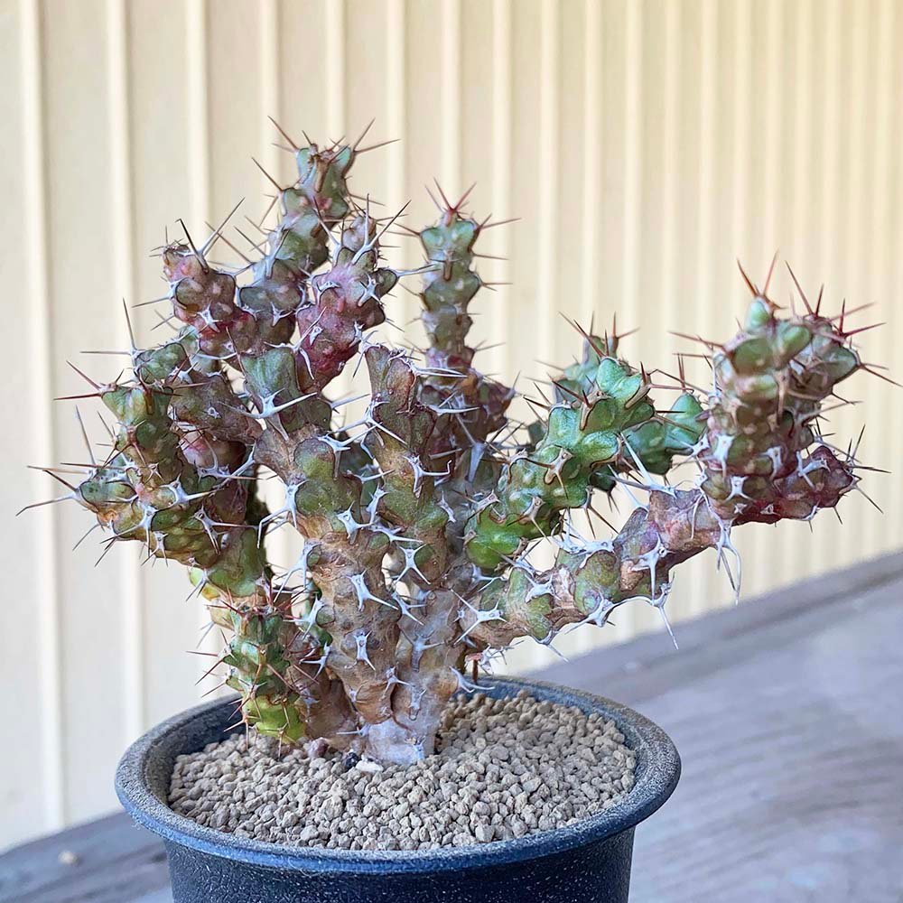 【やや傷や汚れあり】【1円スタート!!】ユーフォルビア レネウトニー 2.5号 *A1211の落札情報詳細 - ヤフオク落札価格検索 オークフリー