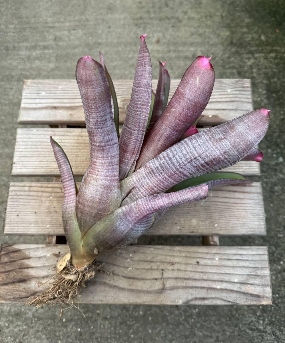 【目立った傷や汚れなし】ネオレゲリア・スペクタビリス★ Neoregelia Spectabilisの落札情報詳細 - ヤフオク落札価格検索 ...