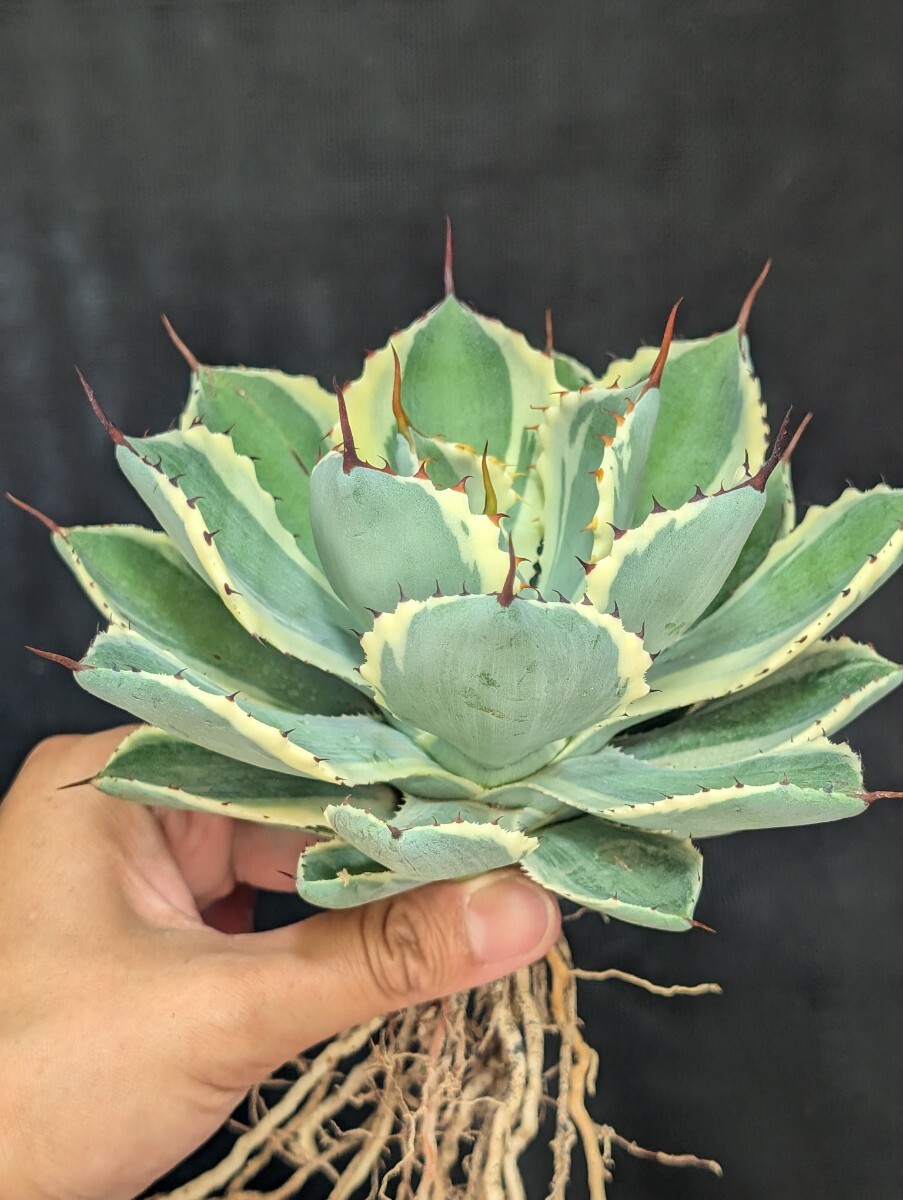 【やや傷や汚れあり】② アガベ 吉祥冠錦 抜き苗発送 Agaveの落札情報詳細 - Yahoo!オークション落札価格検索 オークフリー