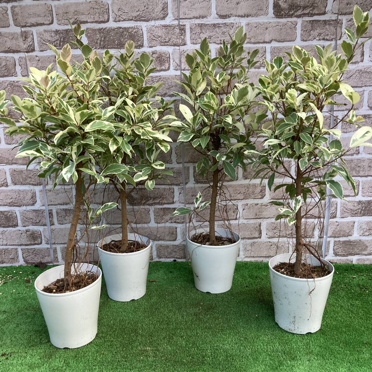 【未使用】★斑入りガジュマル 5号 h70cm 現品 4鉢セットの落札情報詳細 - Yahoo!オークション落札価格検索 オークフリー