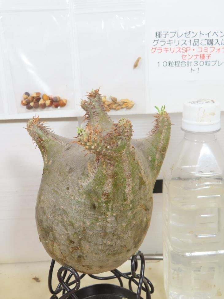 【未使用に近い】8182 「塊根植物」パキポディウム グラキリス S 抜き苗【10/18最新・gracilius・根切確認済・購入で塊根植物種子プレゼント！】の落札情報詳細 - Yahoo ...