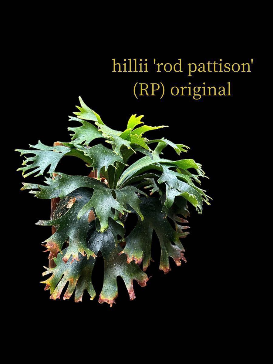 【目立った傷や汚れなし】hillii 'rod pattison'(RP) original pup 次の出品予定は一切未定…【just ...