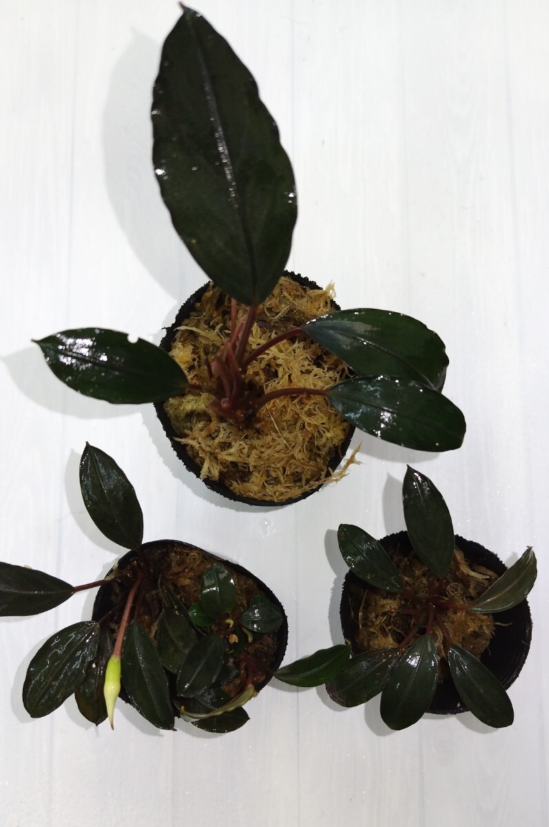 【目立った傷や汚れなし】Bucephalandra motleyana ★無名の3タイプ/PADAWAN★ 黒・青・赤の落札情報詳細 ...