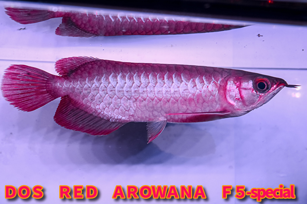 【未使用】第432弾！ カプアスフルの辣椒紅龍の実力 『 DOS・RED・F5sp NEW 』 ベタ赤系19cmのベイビー AAAAA個体 ...