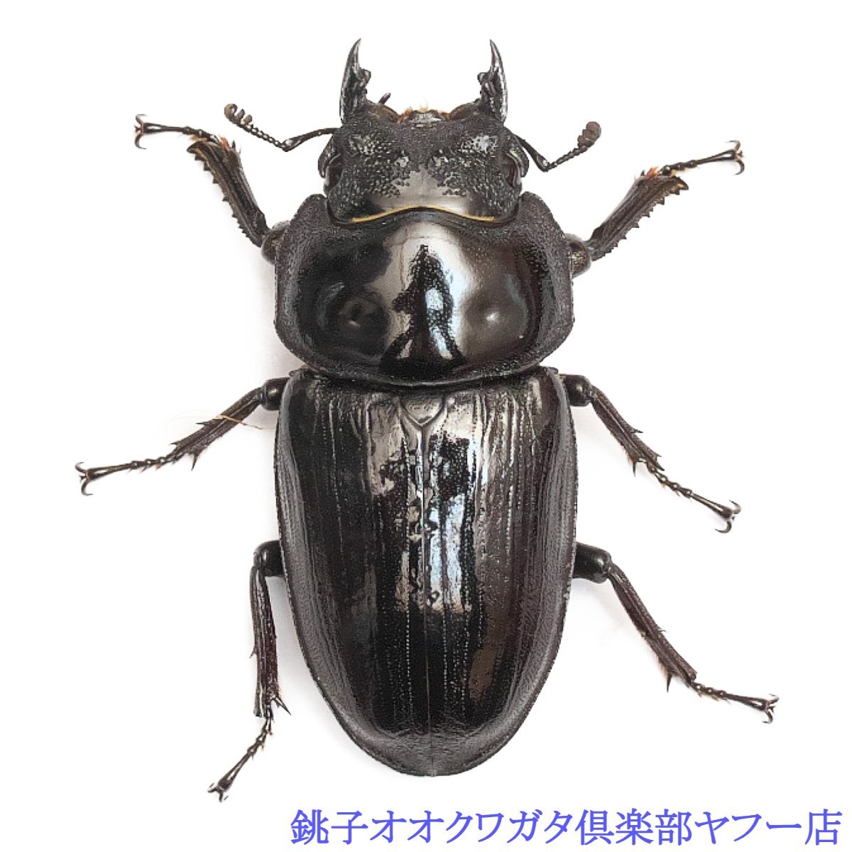 【未使用】【絶煩 Tajinyo】 能勢YG血統 53.8mm メス単品 24年羽化新成虫 taj24-E1-13の落札情報詳細 ...