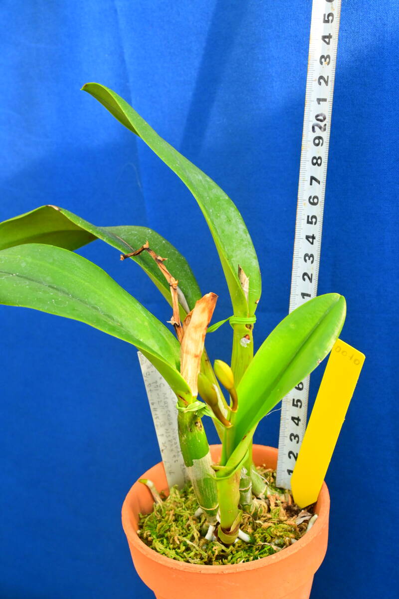 【目立った傷や汚れなし】OO-11 (C. walkeriana coerulea'Nomura' x C. Marcello Miranda) 'WF1'の落札情報詳細 - Yahoo ...