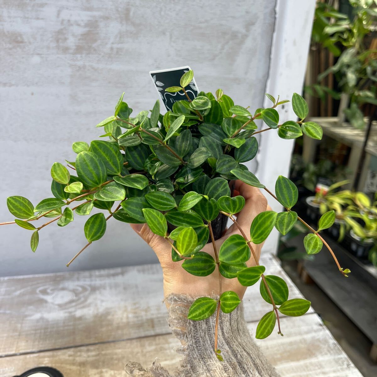 【未使用】ペペロミア アングラータ① 3号 鉢底から18cm 1月13日撮影現品 豊中市より出品 同梱発送歓迎の落札情報詳細 - Yahoo!オークション落札価格検索 オークフリー