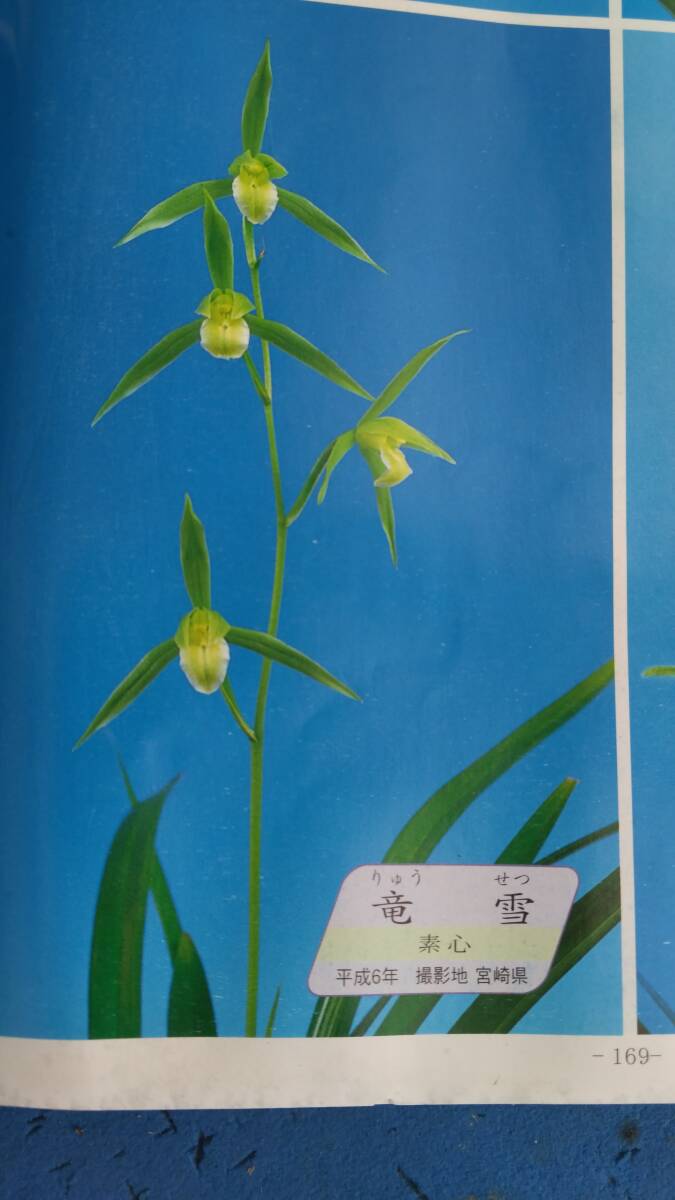 【やや傷や汚れあり】寒蘭 登録銘品・竜雪成木 素芯 3の落札情報詳細 - Yahoo!オークション落札価格検索 オークフリー