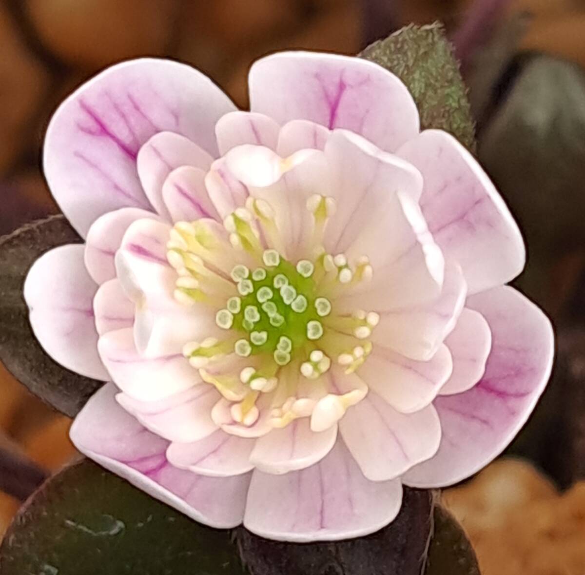 【やや傷や汚れあり】雪割草 網目模様綾姫系白シベ二段まとい咲 H29 088 の落札情報詳細 - Yahoo!オークション落札価格検索 オークフリー