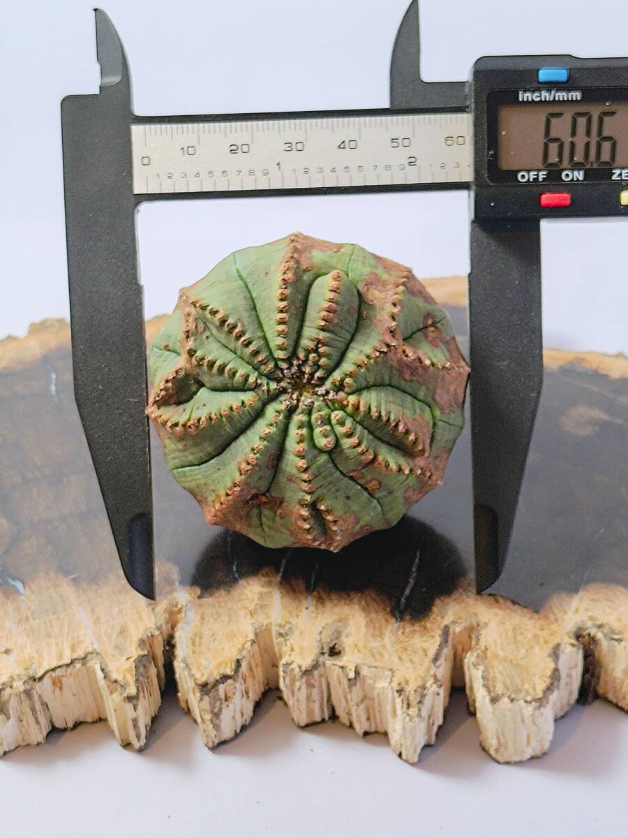 【やや傷や汚れあり】ユーフォルビア オベサ Euphorbia obesa 14 モンストの落札情報詳細 - Yahoo!オークション落札価格検索 オークフリー