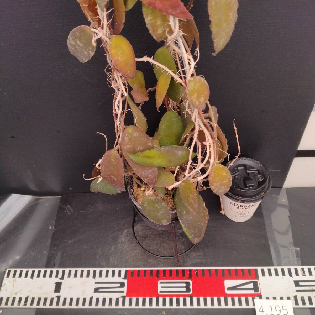 【未使用に近い】4195 「観葉植物」ホヤ カウダータ スマトラ 斑入り【Hoya caudata sumatra・吊り下げ式・多肉植物】の落札情報詳細 - Yahoo!オークション落札価格 ...