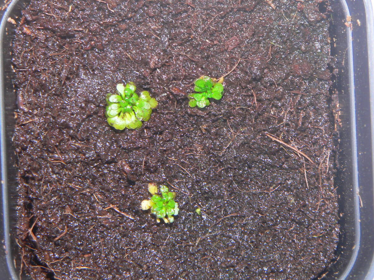【未使用】★☆Genlisea aurea ゲンリセア アウレア 食虫植物☆★の落札情報詳細 - Yahoo!オークション落札価格検索 オークフリー