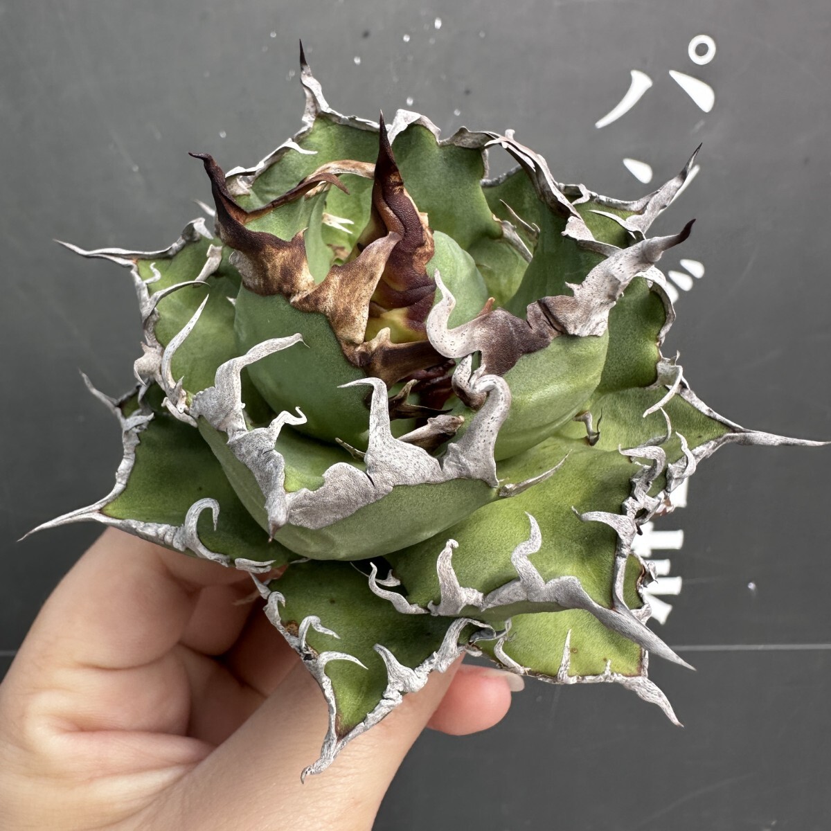 【目立った傷や汚れなし】M47 【パンダ園芸】特選 アガベ チタノタ 凱撒 SUPER CAESAR’ シーザー 超絶狂棘 極上美株 激レア！の落札情報詳細 - Yahoo!オークション落札 ...