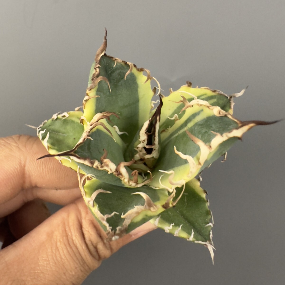 【目立った傷や汚れなし】T8 【青田園芸】特選 アガベ 多肉植物 チタノタ凱撒錦‘SUPER CAESAR’ シーザー 覆輪斑（永久斑） 超絶狂棘 極上株の落札情報詳細 - Yahoo ...