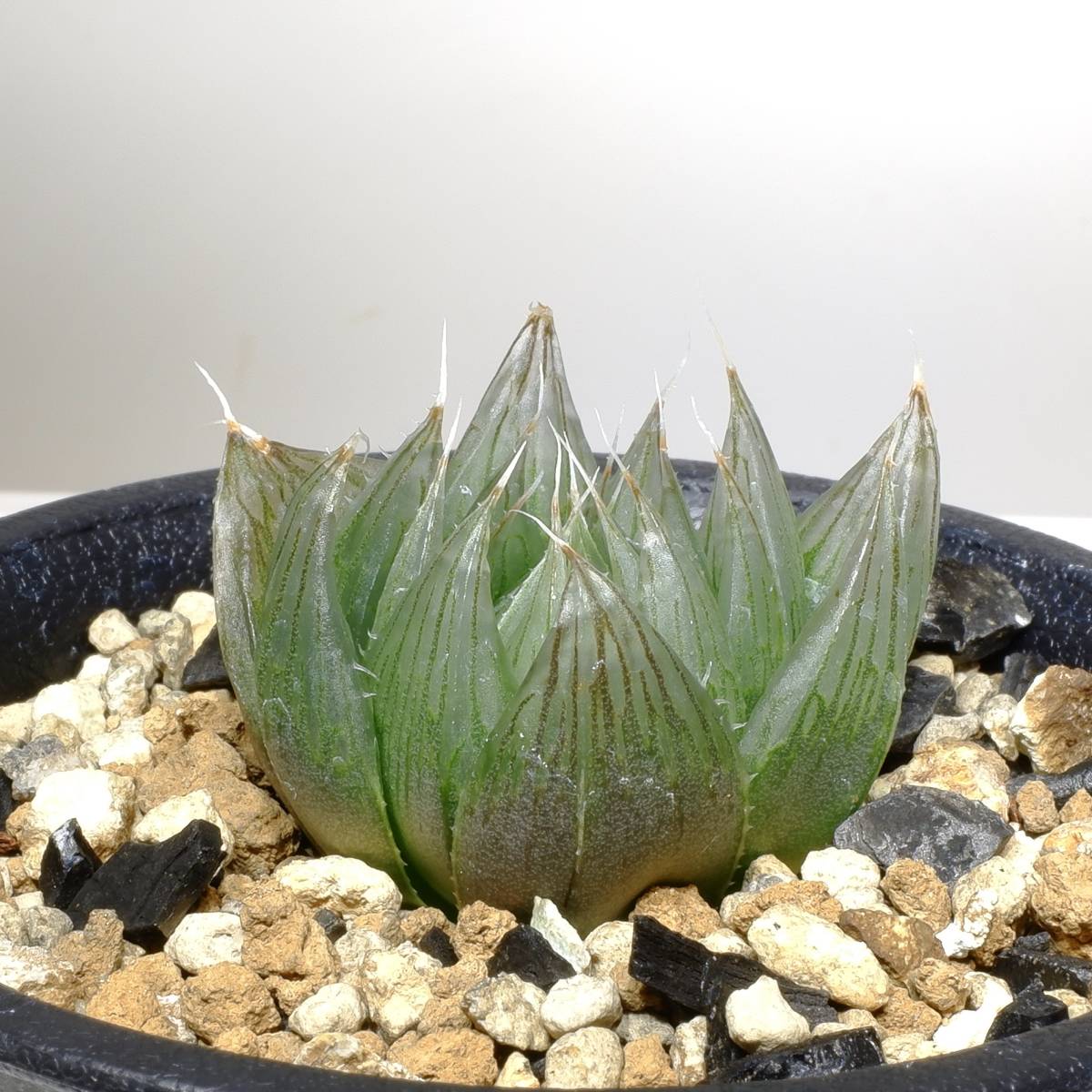 （757）ハオルチア スペックシー H. blackbeardiana v. specksii, JIL0409, Gallawater, 11.5km S of Whittlesea ...