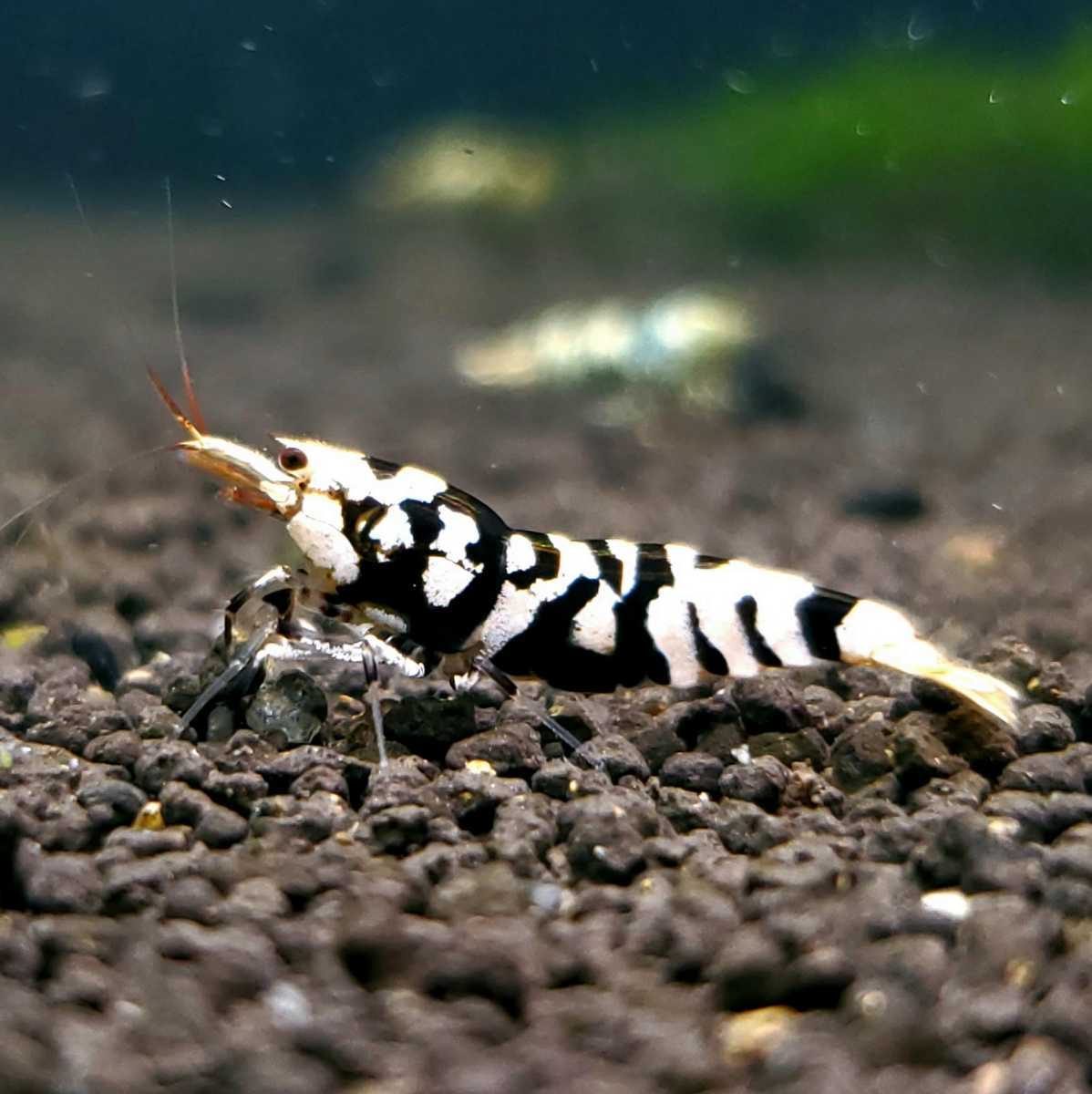 【fan-shrimp】色んな種類のシュリンプ20匹+α楽しみセット(中には金目2匹、抱卵1匹、ブラックファンシー一匹、レッドファンシー一匹 ...